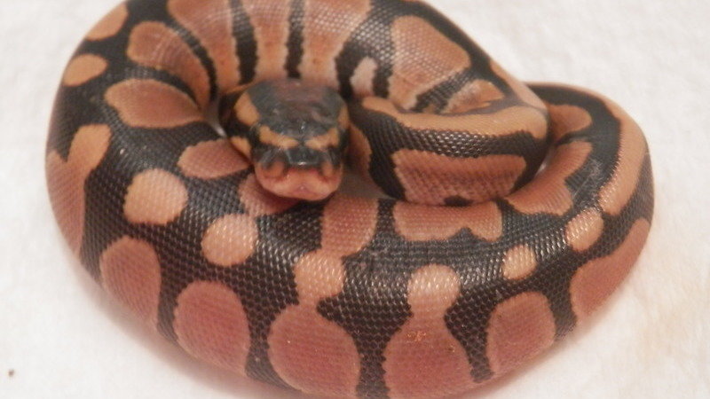 Petition · OPPOSE H 3895 "DANGEROUS WILD ANIMALS ACT” SC House of ...