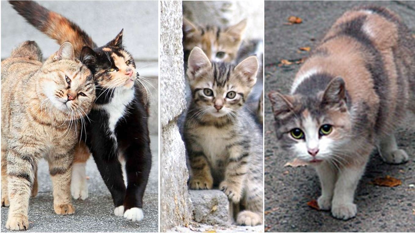 Petition · City of Anaheim: Stop Forcing Residents to Starve Community ...