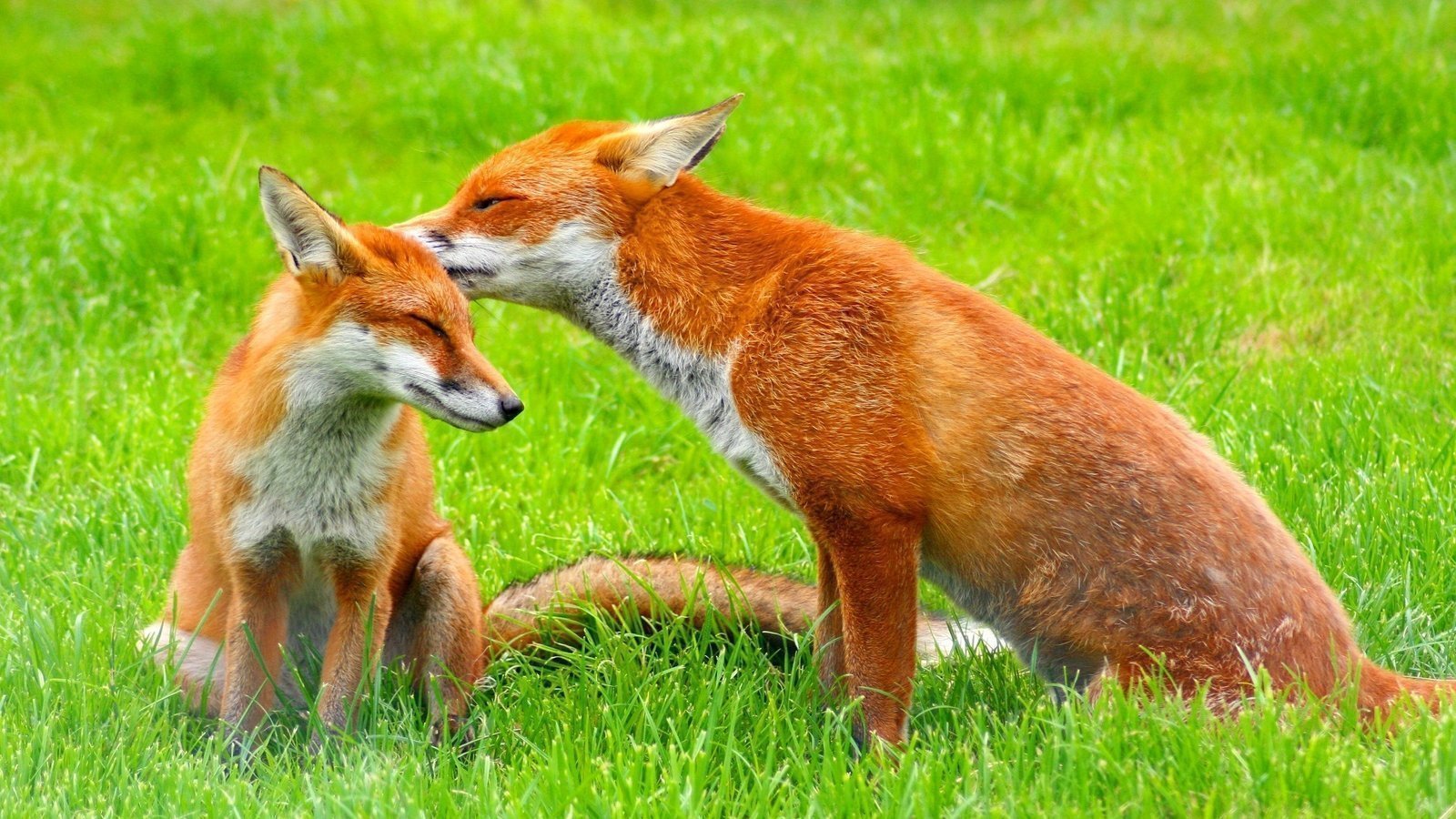 Petition · Completely ban fox-hunting in Scotland. · Change.org