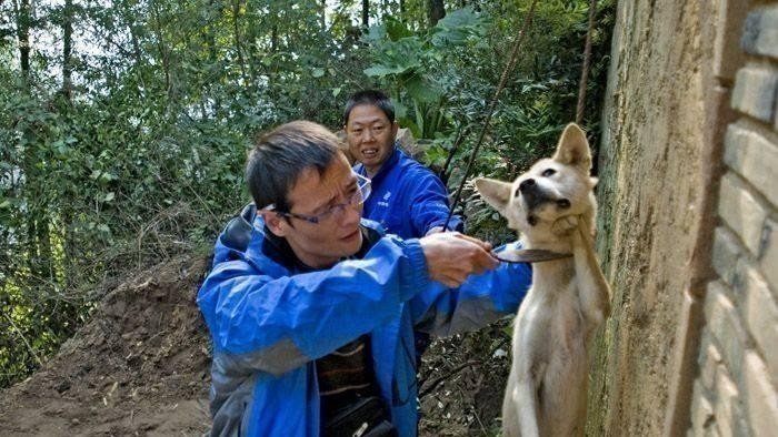 Please, stop immediately the brutal slaughtering of dogs in China ...