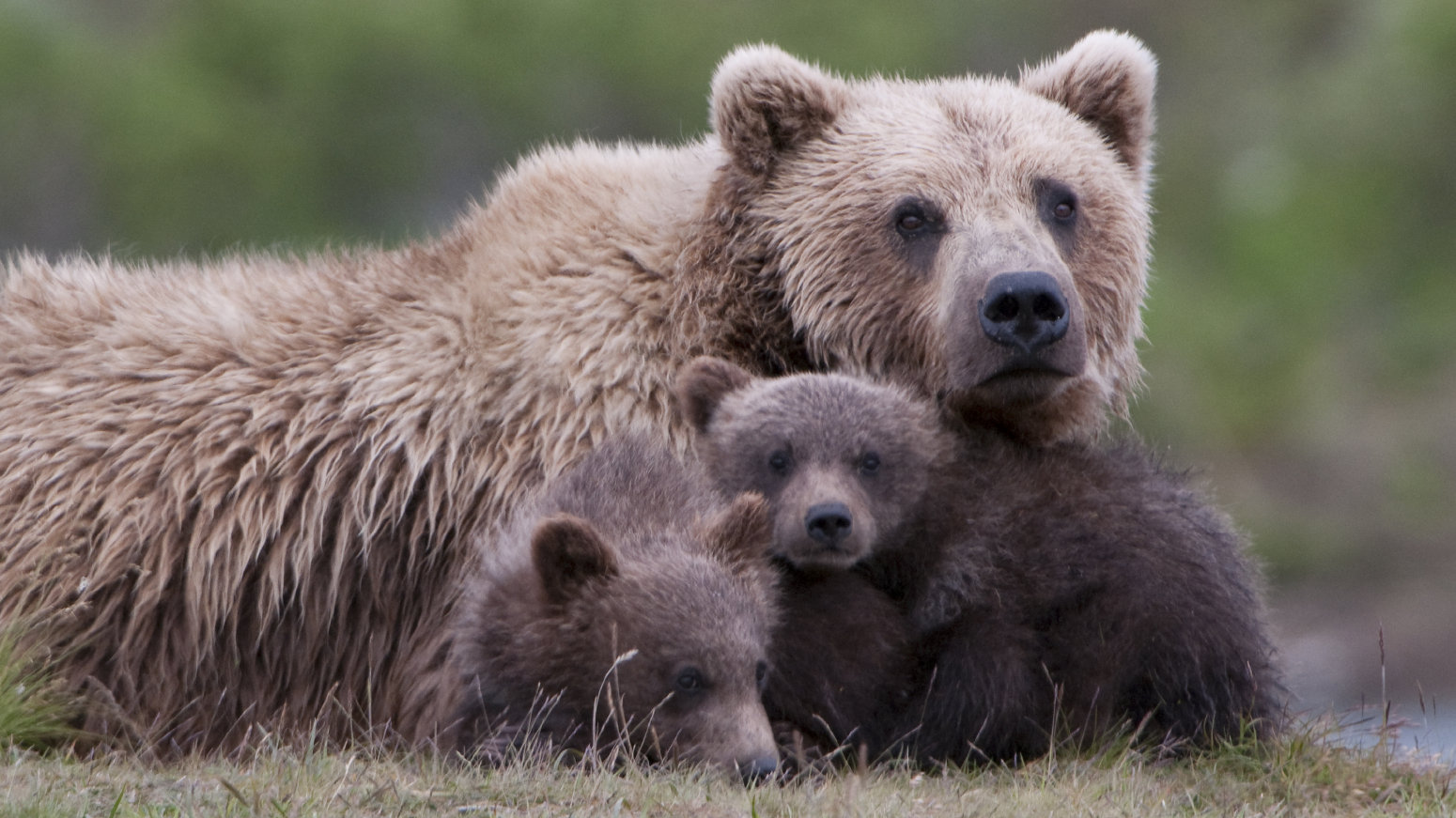 Petition · Calin Rovinescu, CEO of Air Canada: End the transportation ...