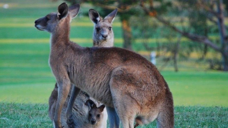Petition · Sanctuary Cove: Stop the Sanctuary Cove Kangaroo Cull ...