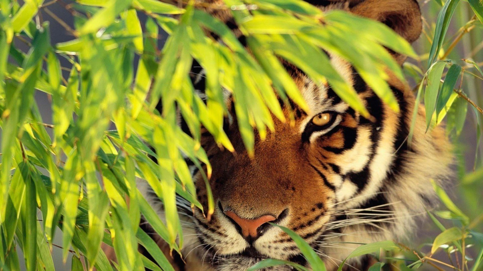 Petition · india's tigers in jeopardy · Change.org